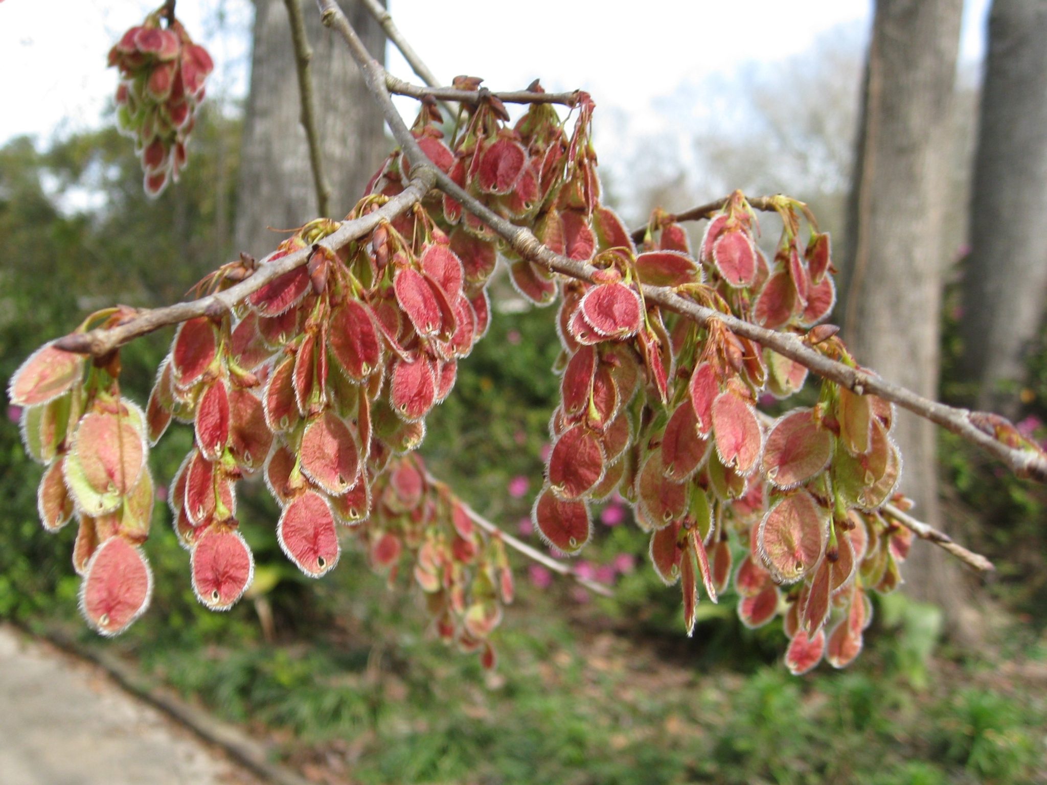Ulmus Rubra For Vaginal Dryness